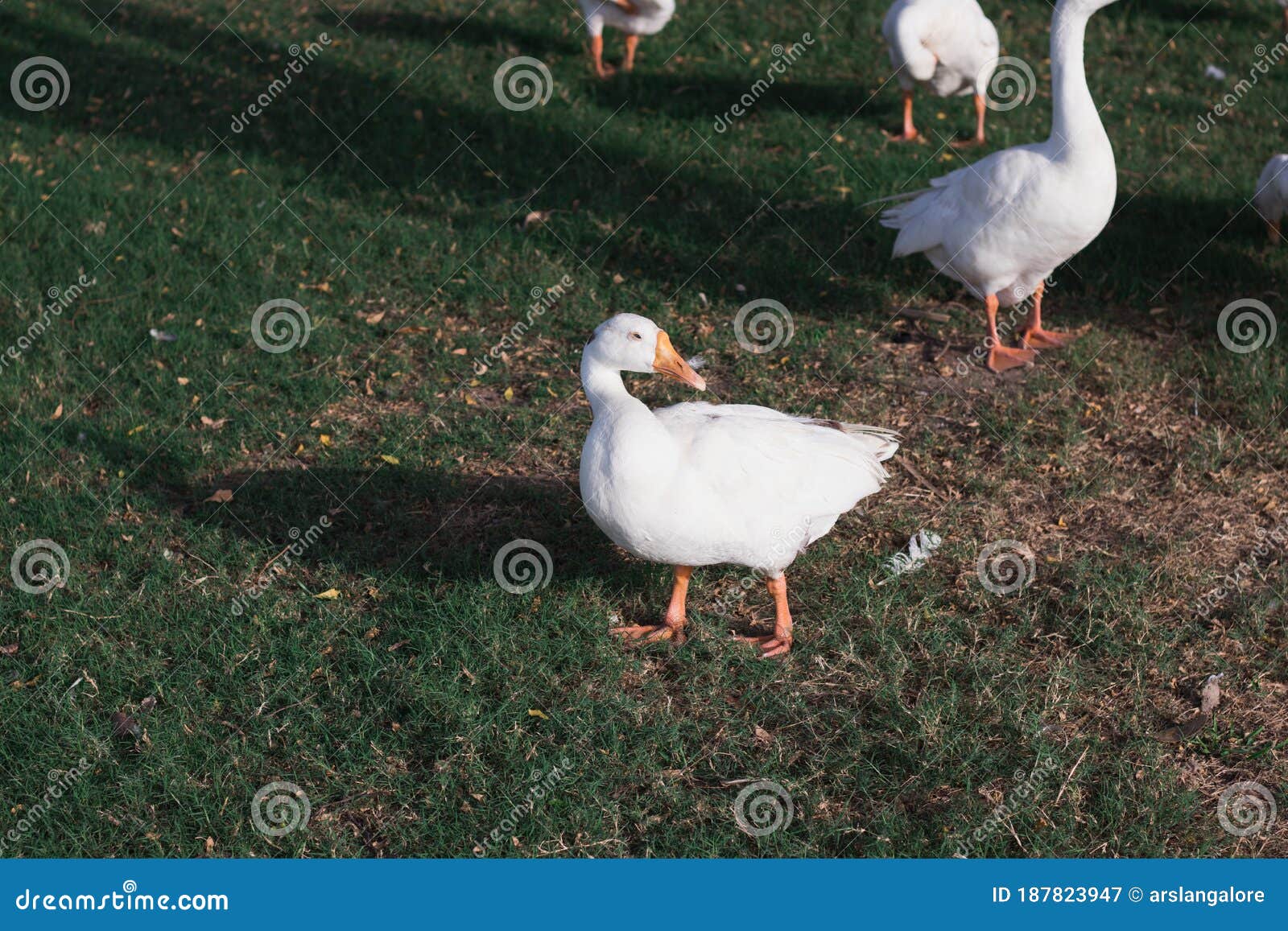 Duck Keeping Face on Left Standing Alone Stock Image - Image of nature ...