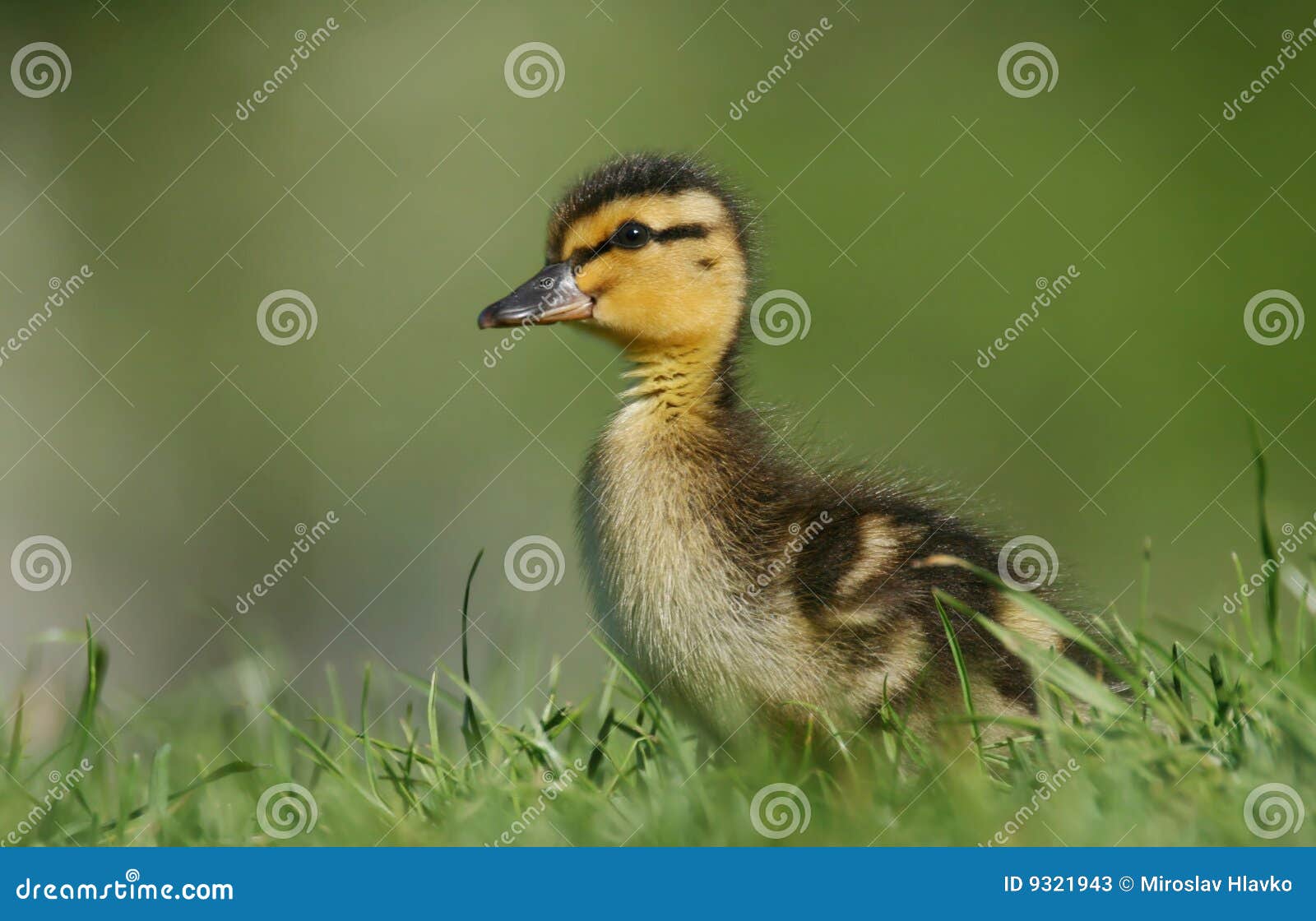 Duck kid stock image. Image of natural, wild, nature, warrantable - 9321943