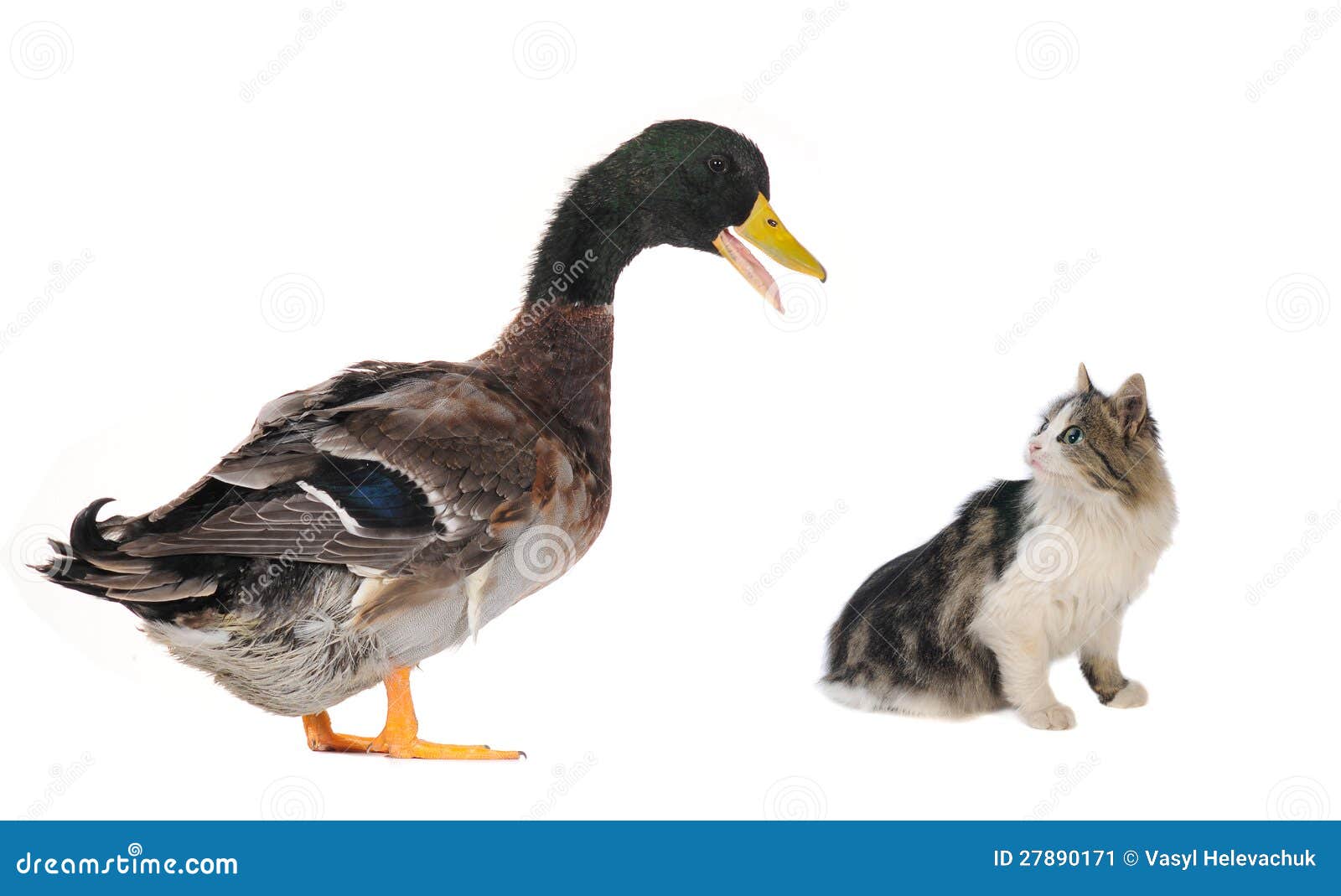 Kittens Duck Together