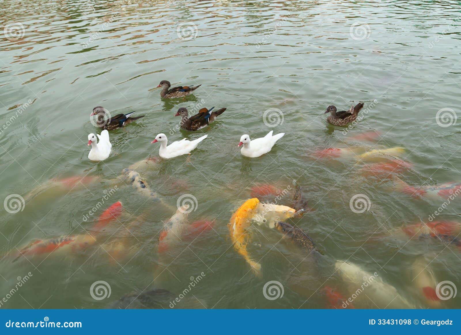 Duck with Koi Fish Swimming in Pond Stock Photo - Image of lake, bird ...
