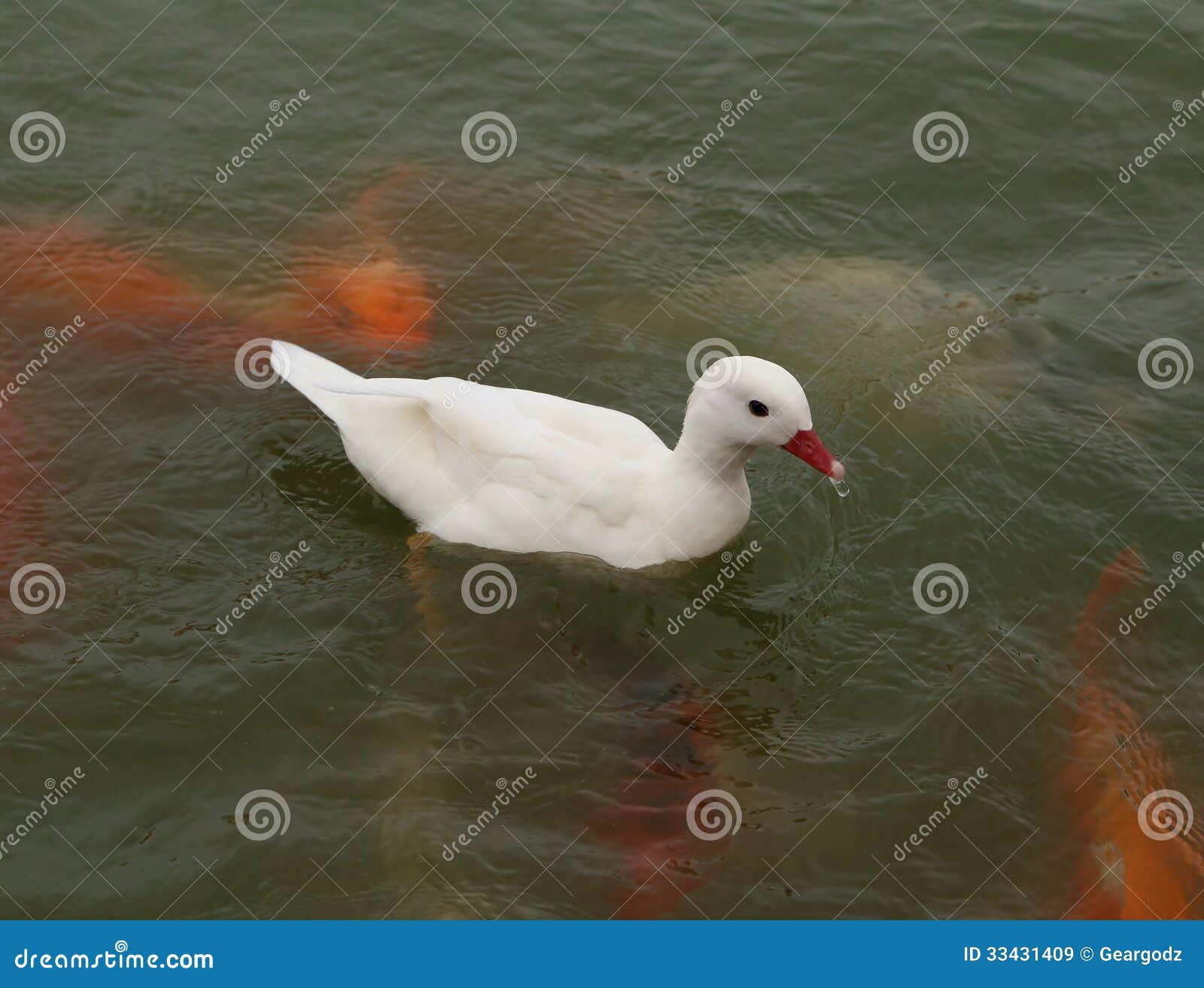 Duck with Koi Fish Swimming in Pond Stock Image - Image of bird, japan ...