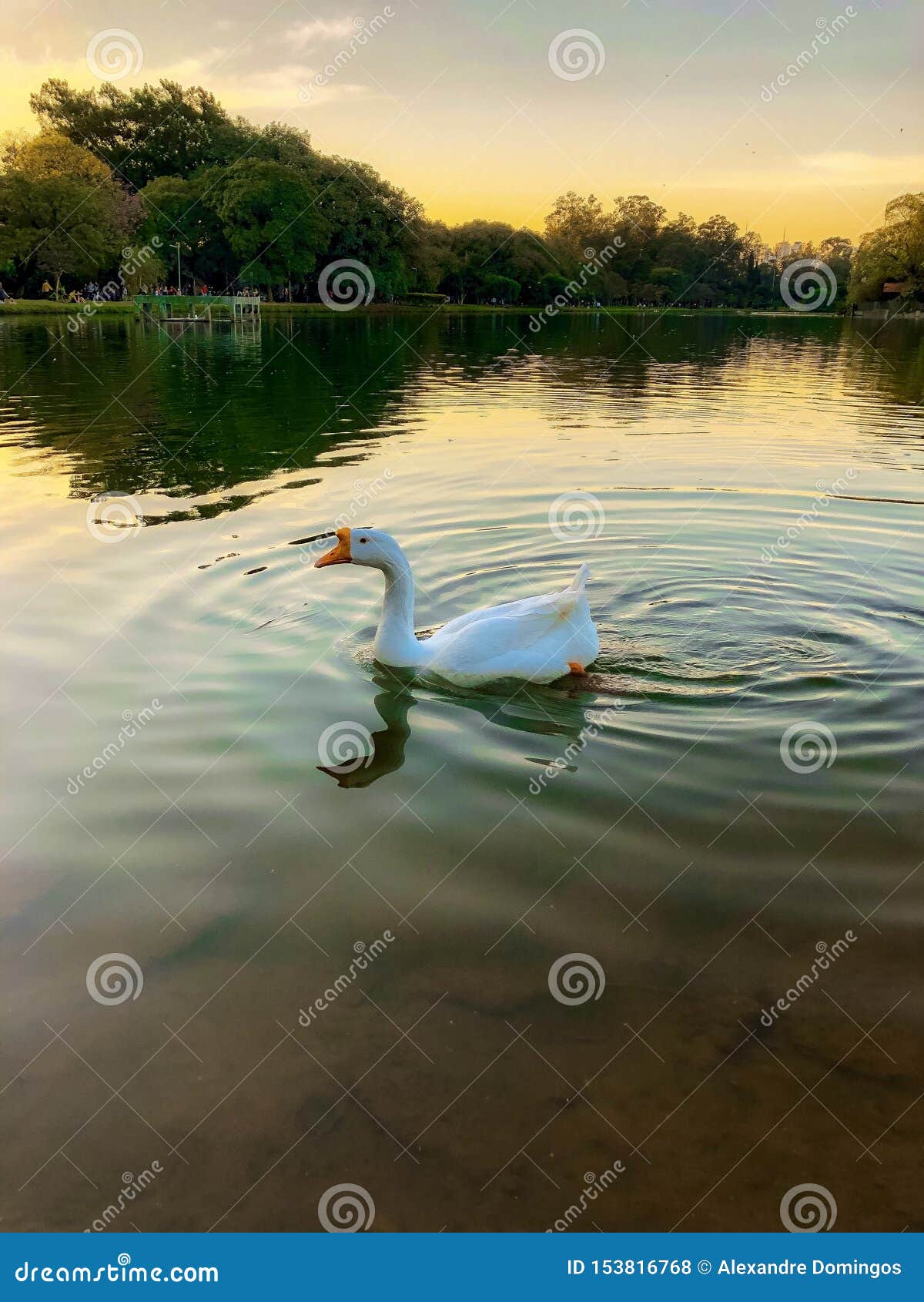 Duck in a lake stock photo. Image of nature, duck, beautiful - 153816768