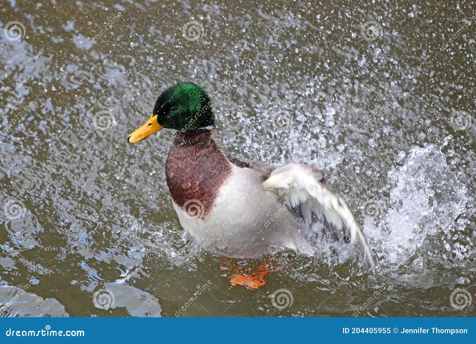 Duck on a lake stock image. Image of swim, lake, wildfowl - 204405955