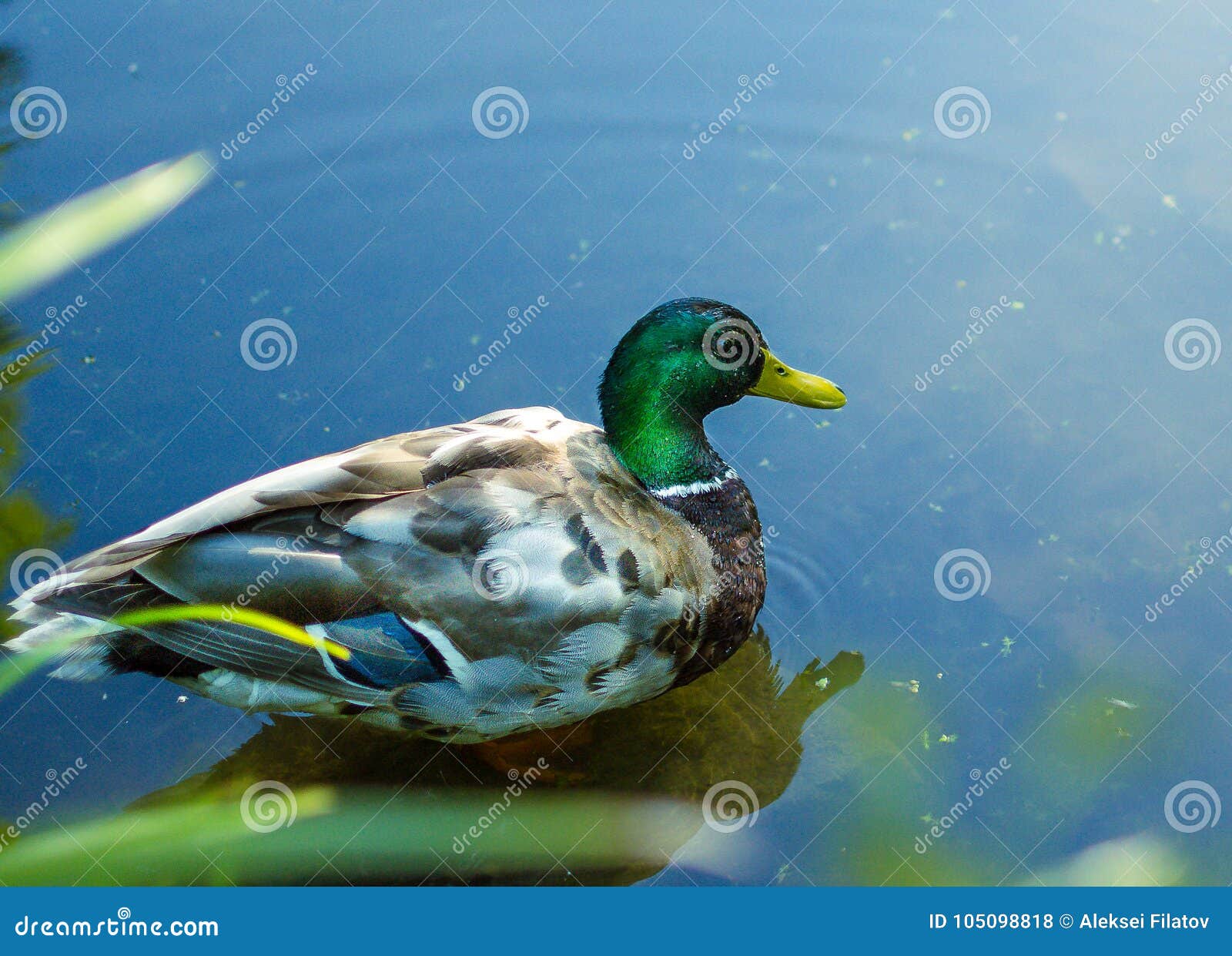 Duck on the lake stock photo. Image of reflection, feather - 105098818