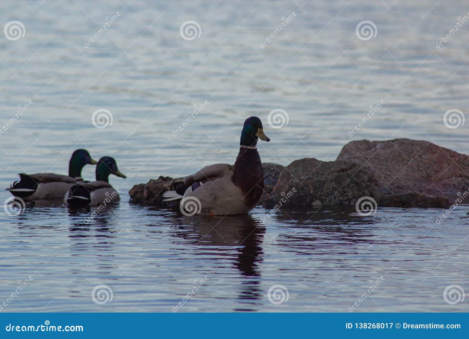 Duck on lake , ducks stock image. Image of stone, sweden - 138268017