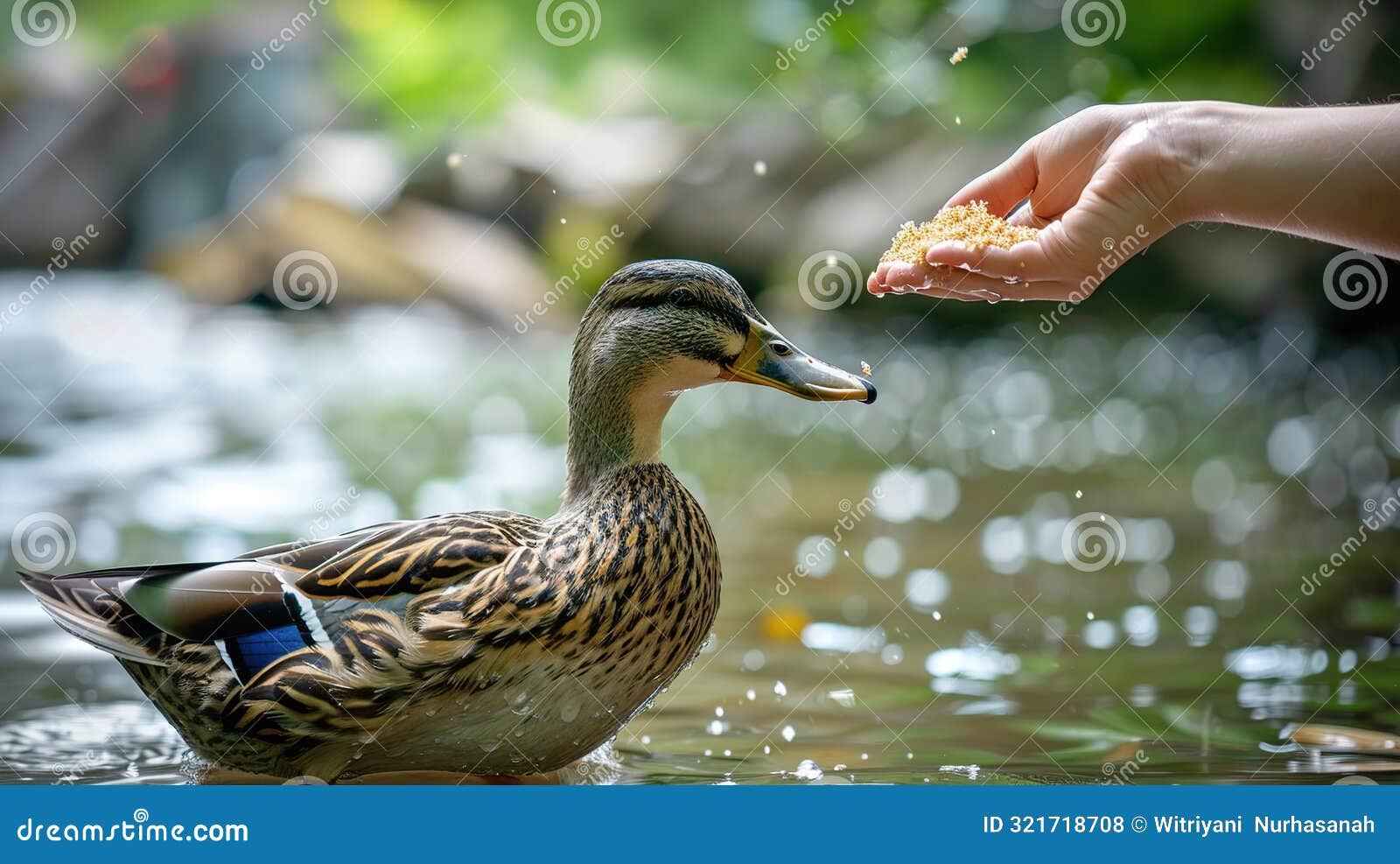Duck on the Lake, Feed the Ducks. Generative Ai Stock Illustration - Illustration of fowl, youth ...