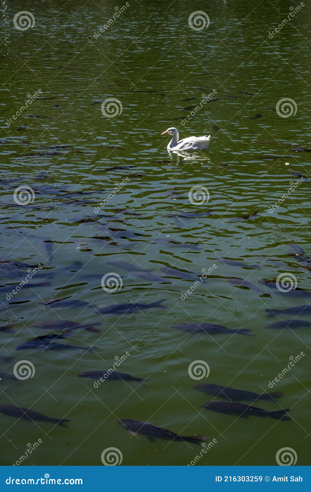 Duck lake fishes stock image. Image of bird, waterbird - 216303259