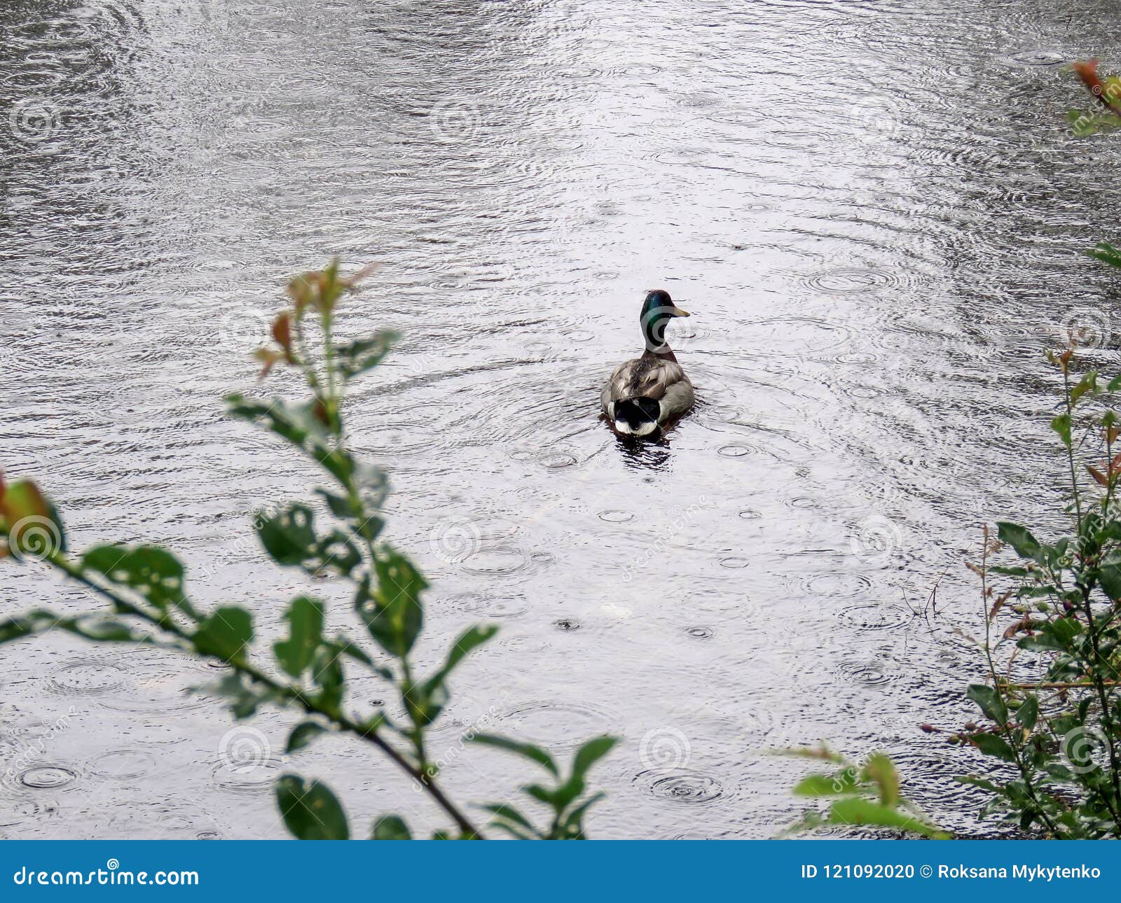 Duck on the Lake during Rain Stock Photo - Image of poole, park: 121092020