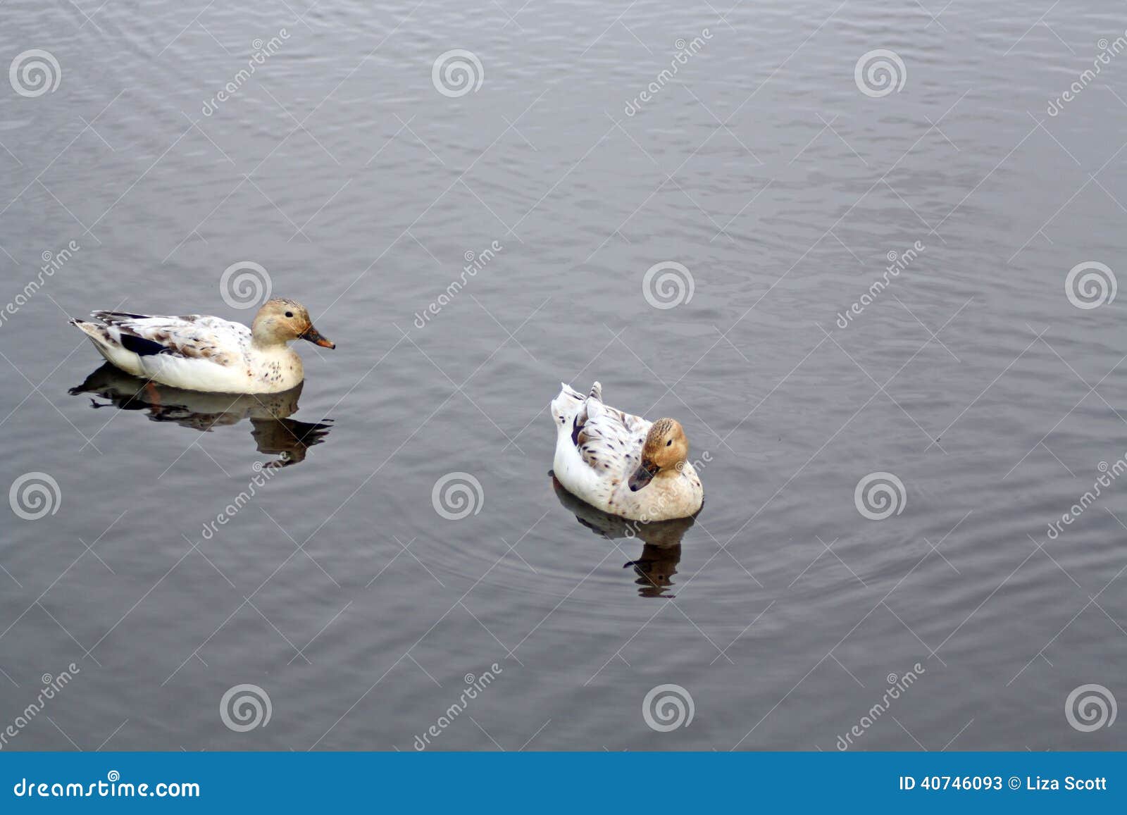 Duck stock image. Image of green, outdoors, beautiful - 40746093