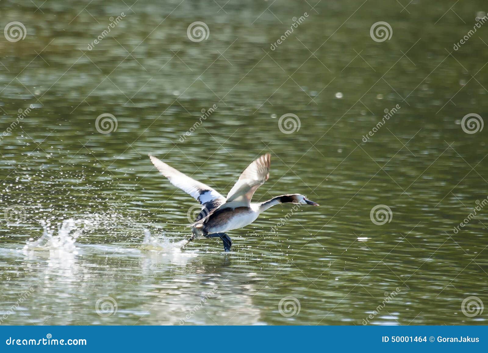 Duck in lake taking off stock photo. Image of feathers - 50001464