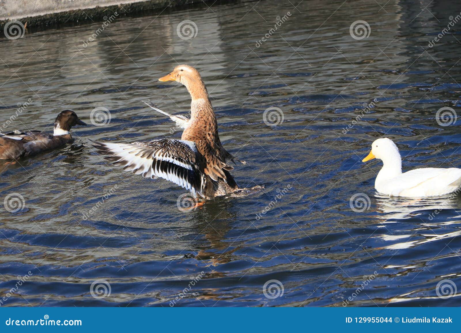 Duck on the lake stock photo. Image of mallard, spring - 129955044