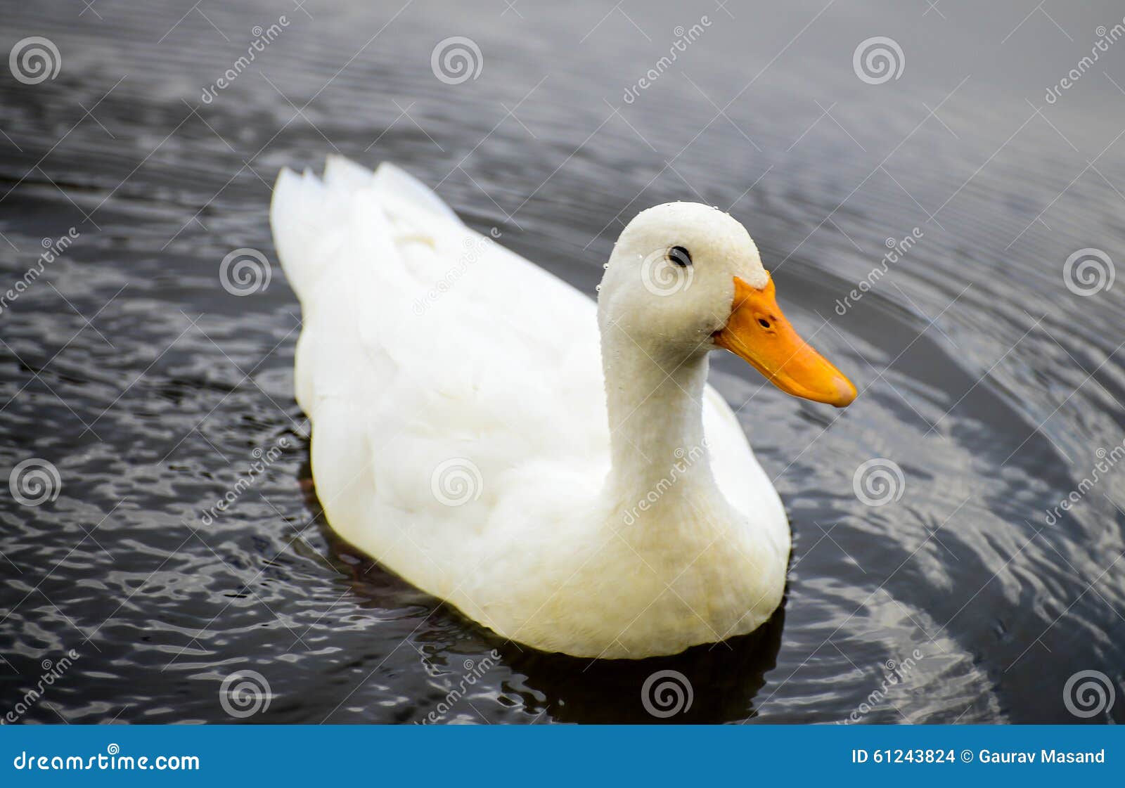 Dove Duck Royalty-Free Stock Image | CartoonDealer.com #36220846
