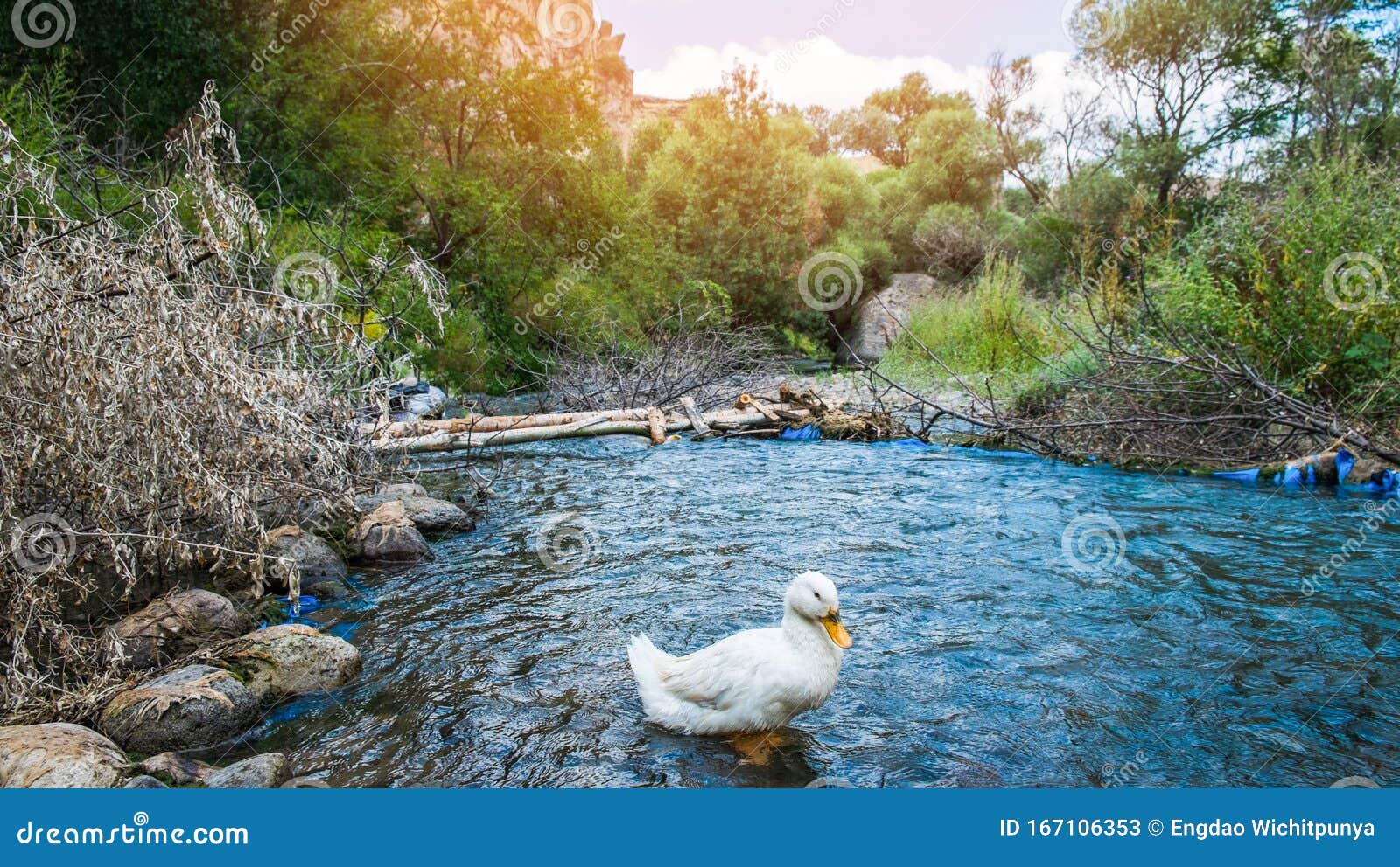 Duck on the Lake - White Duck on the Water River Stream Stock Image ...
