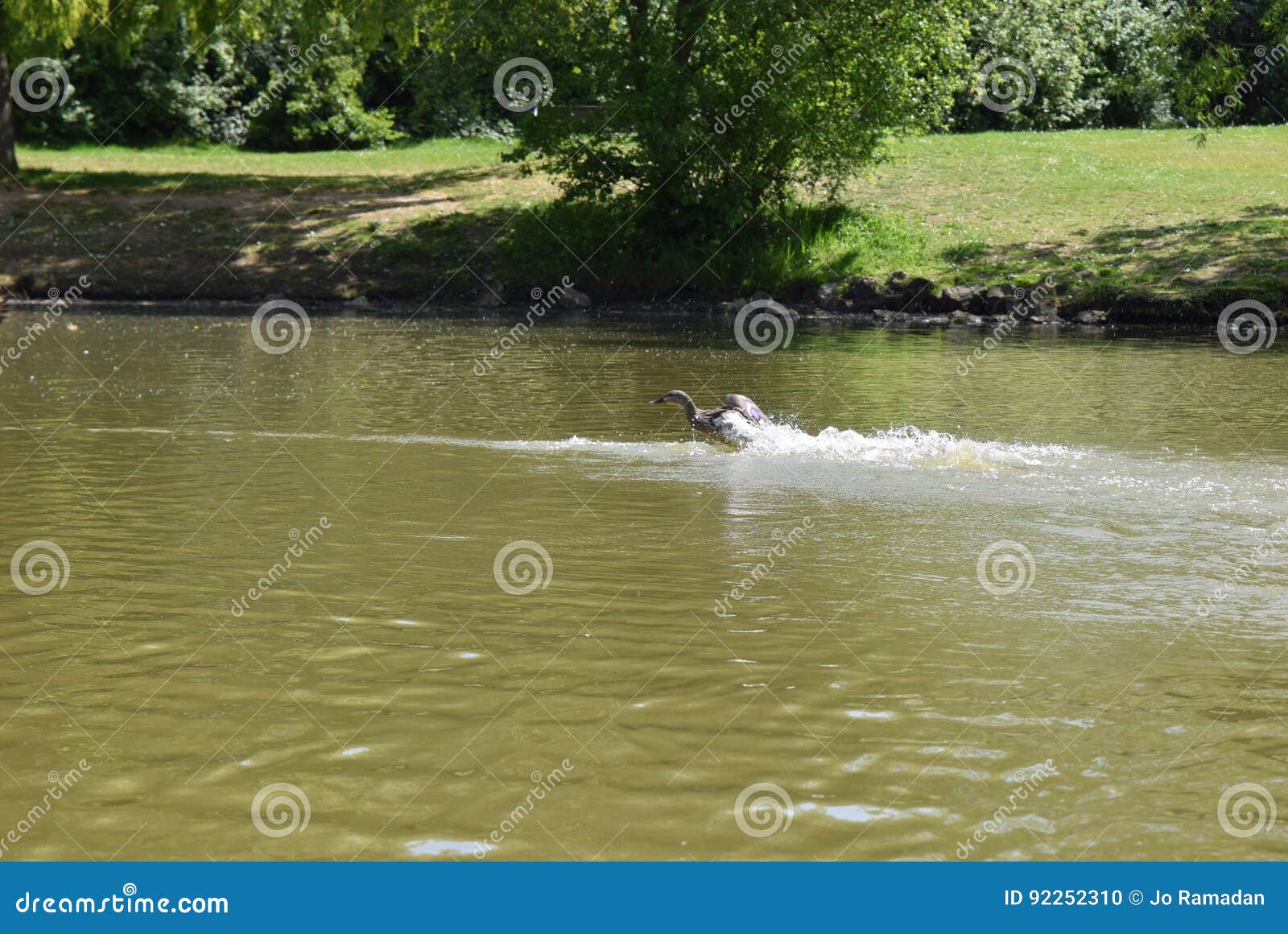 Duck landing in lake stock photo. Image of wings, bird - 92252310