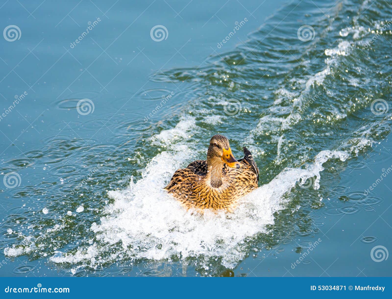Duck Landing with Speed in the Water Stock Image - Image of duck ...
