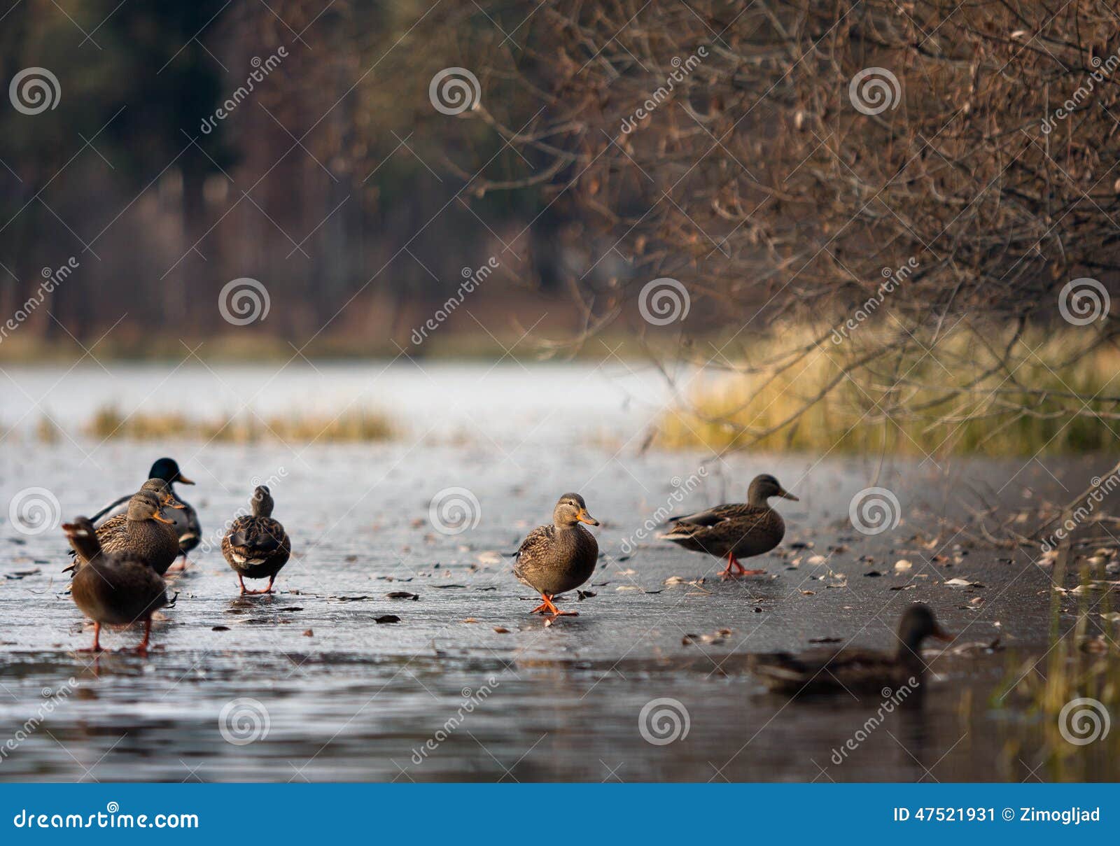 Duck landscape. stock image. Image of mallard, lake, magnificent - 47521931