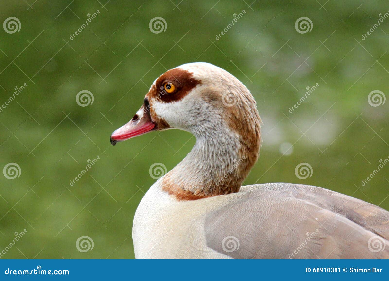 Duck stock image. Image of bird, horizon, nature, flying - 68910381
