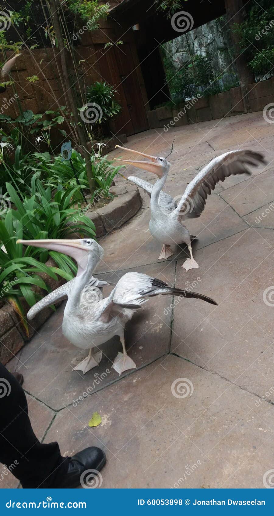 Laughing Goose White Royalty-Free Stock Image | CartoonDealer.com ...