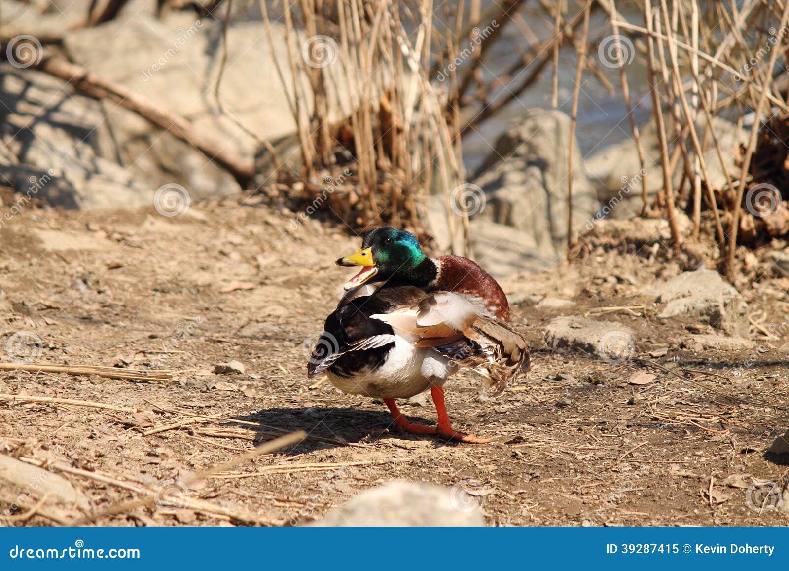 Duck laughing stock image. Image of bird, outside, mallard - 39287415