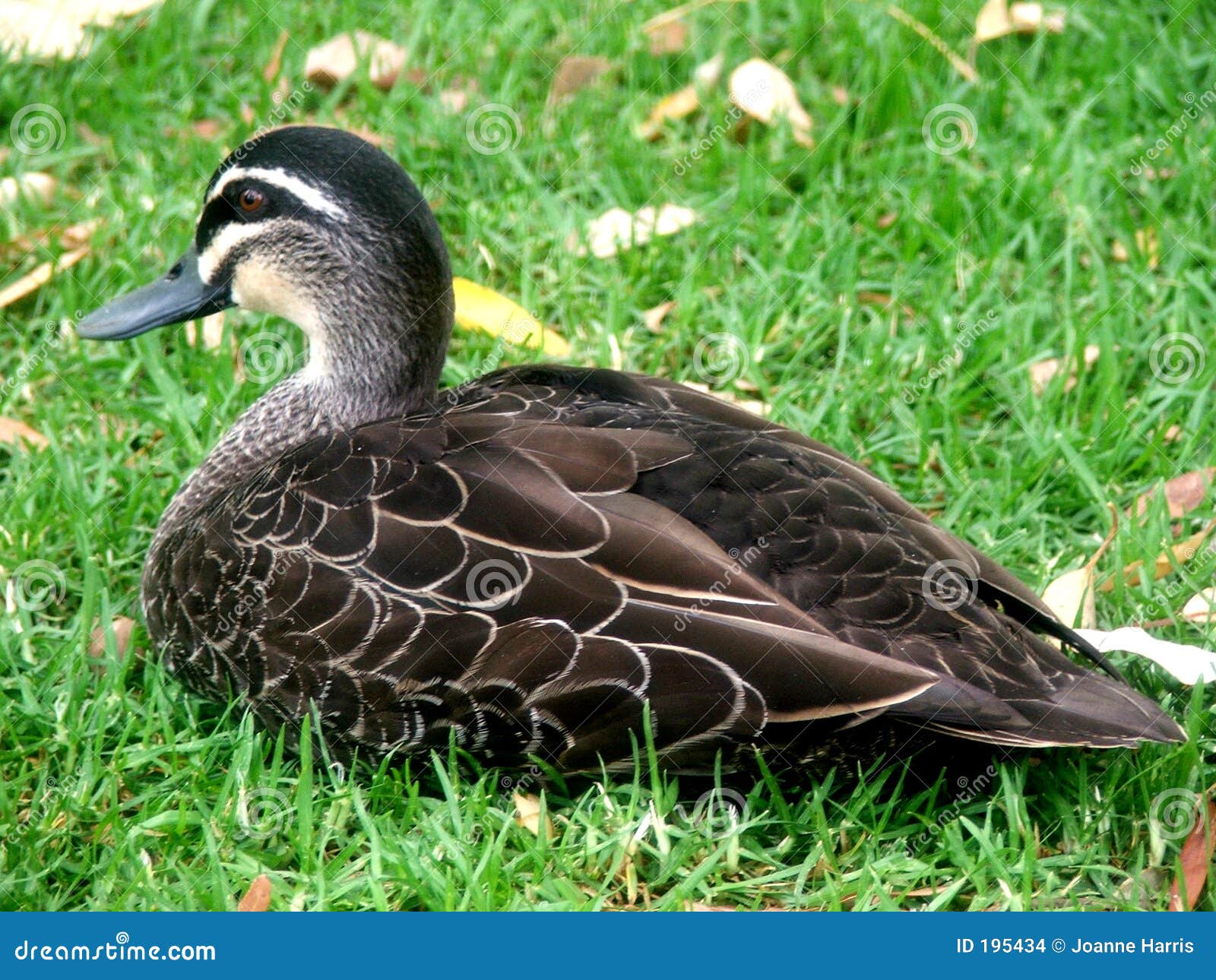 Duck on lawn stock photo. Image of bird, farm, anas, bill - 195434
