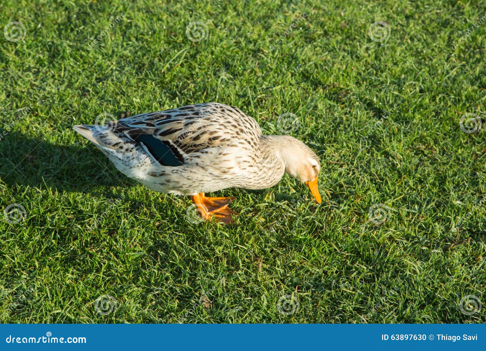 Duck at the lawn stock photo. Image of calm, weather - 63897630