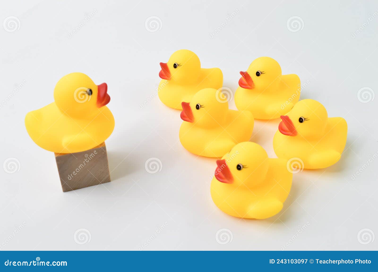 Duck Leader Standing Out from the Crowd. Business Concept Stock Image ...