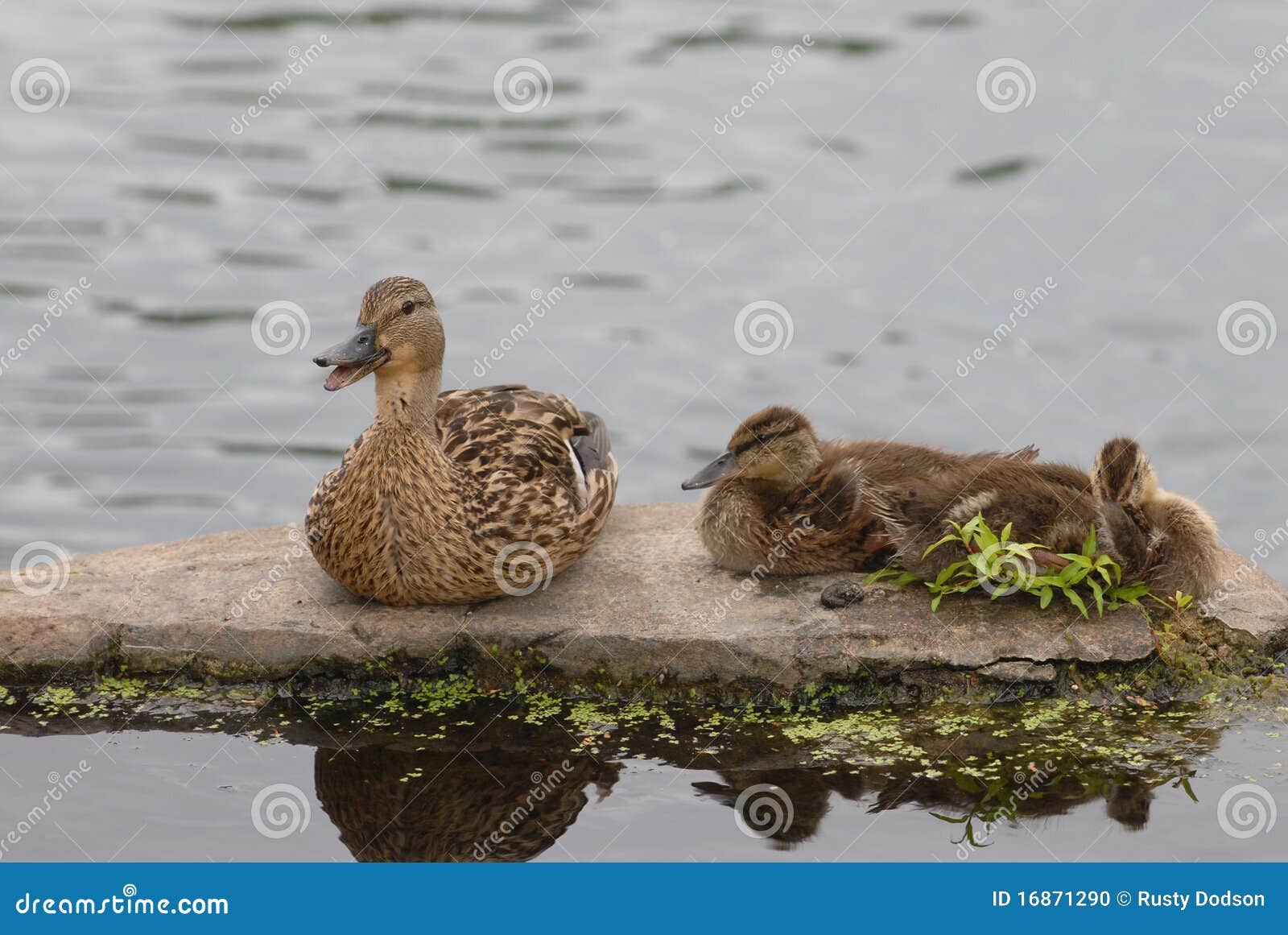 Duck Life stock photo. Image of cute, instincts, adorable - 16871290