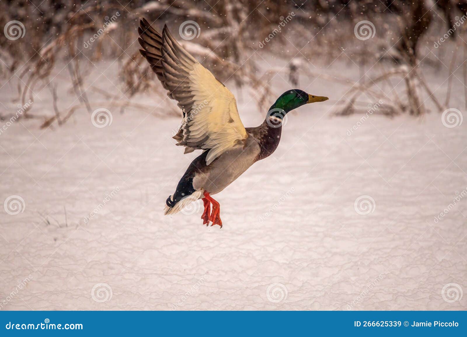 Duck in lift off stock image. Image of mallardin, duck - 266625339