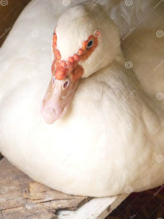 Duck is like a duck stock image. Image of birds, filling - 154324611