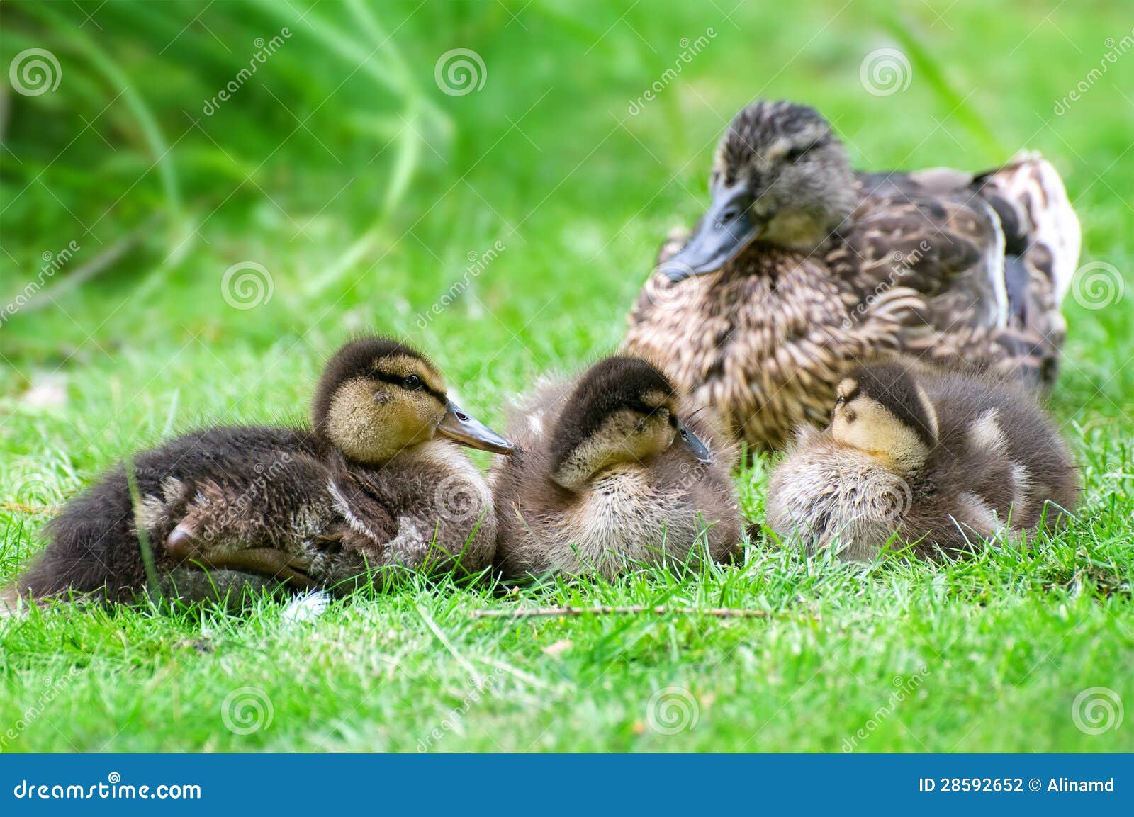 Duck and little ducklings stock photo. Image of animals - 28592652