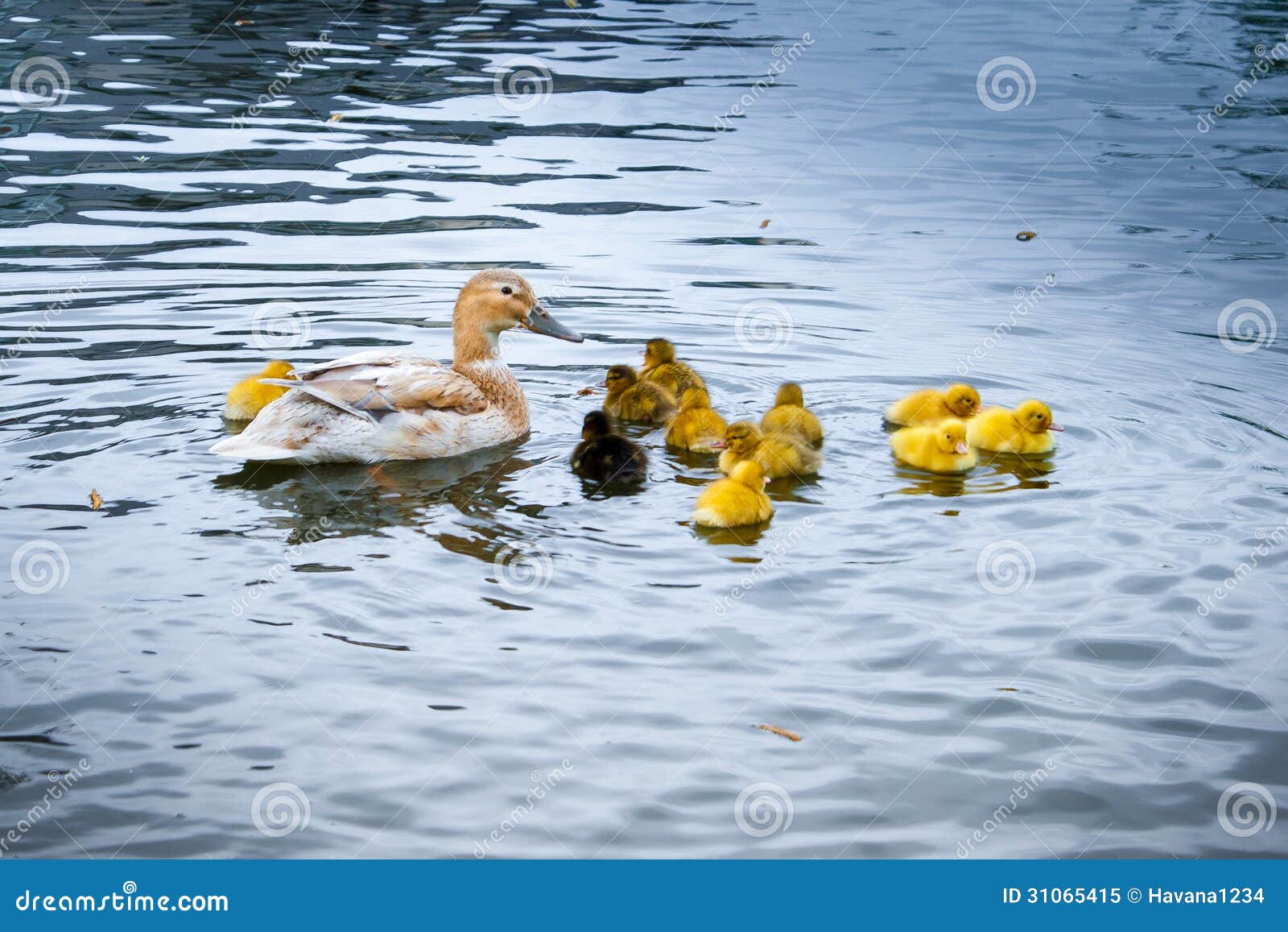 A Duck with Little Yellow Chicks Stock Image - Image of bird, yellow ...