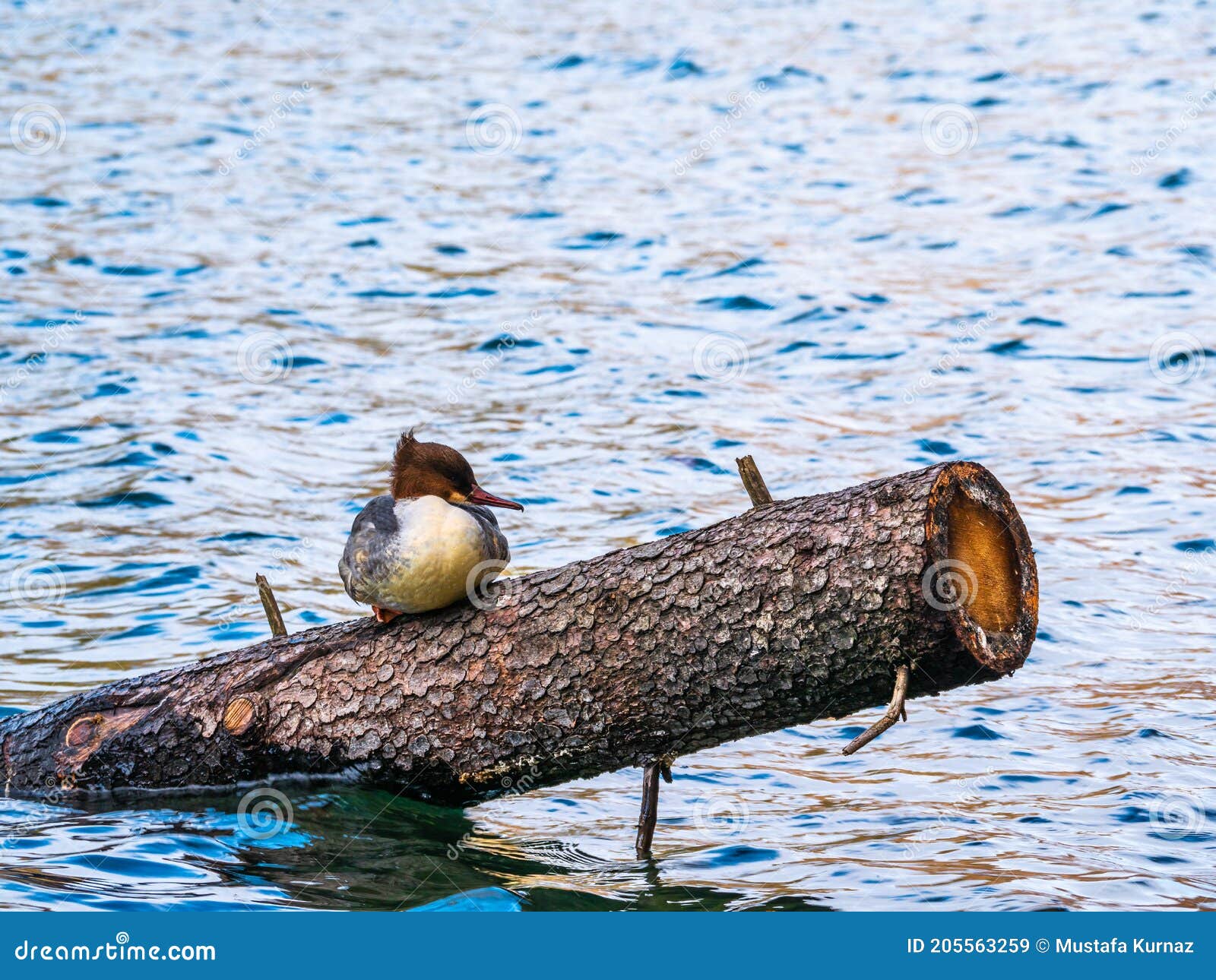 Duck on log stock image. Image of ducks, feathers, outdoor - 205563259