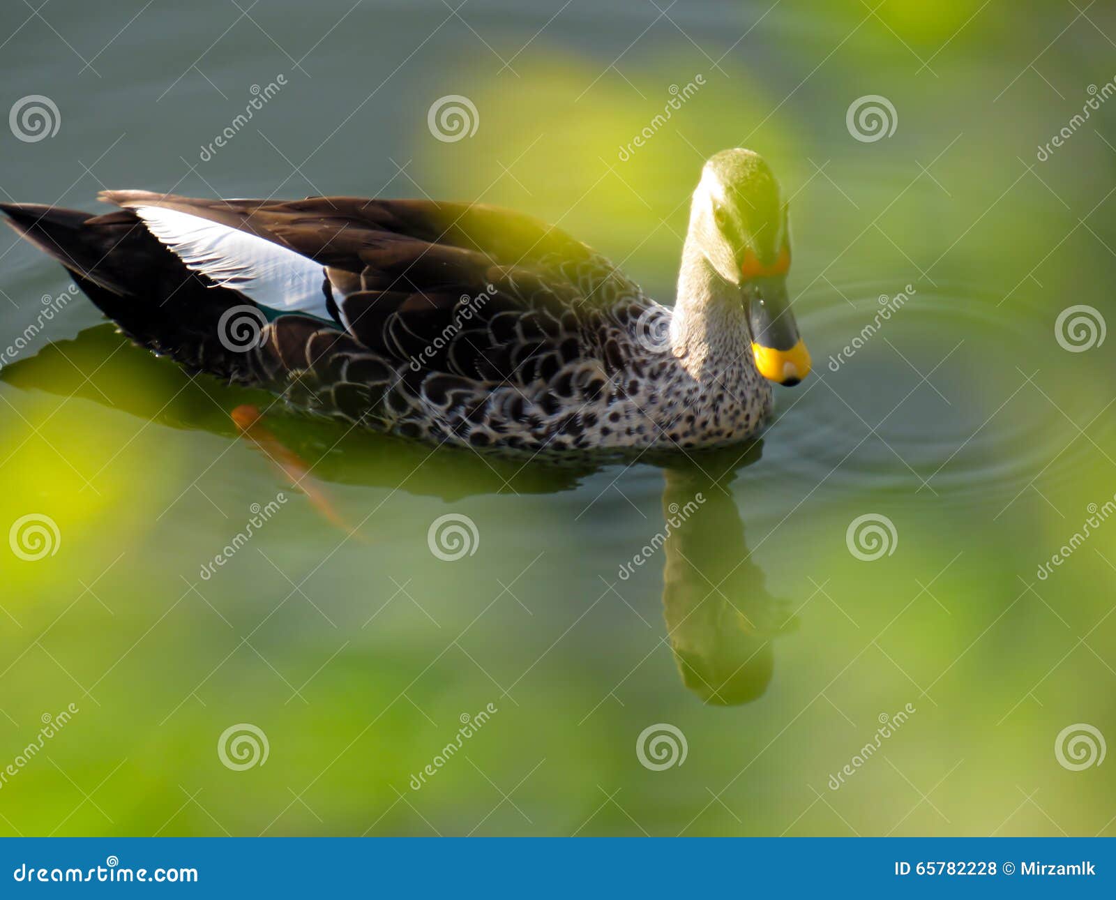 The Duck stock photo. Image of outdoor, open, rainforest - 65782228