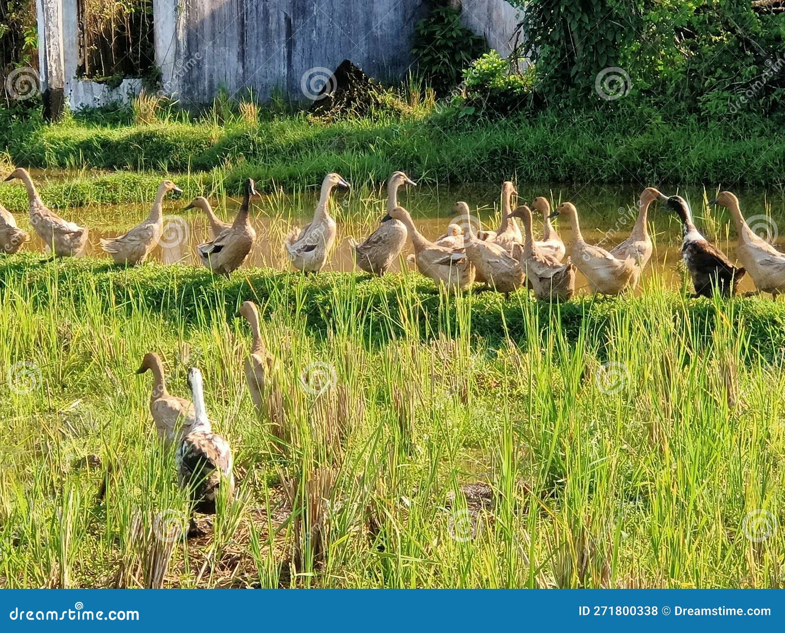 Duck Look for Food Together Stock Photo - Image of together, look ...