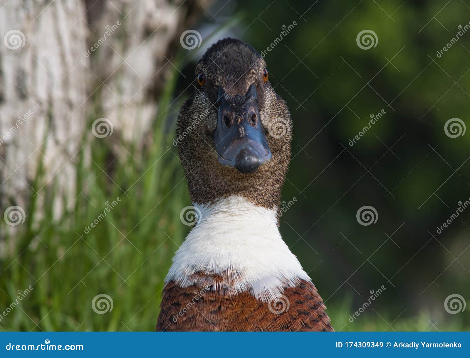 Duck Look - Duck is Looking Directly at the Camera. Stock Image - Image ...