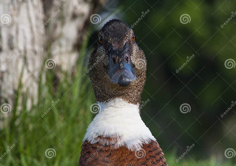 Duck Look - Duck is Looking Directly at the Camera. Stock Image - Image ...