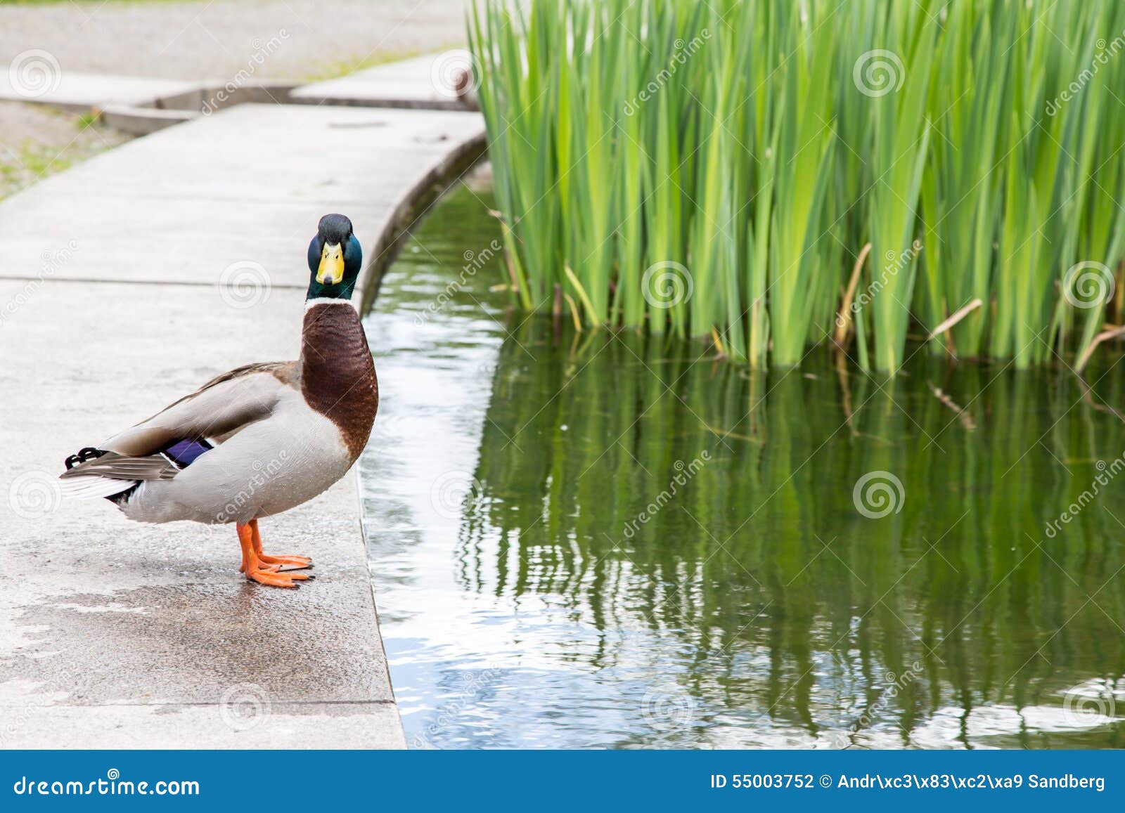 Duck Looking at Camera Close Ad Uno Stagno Fotografia Stock - Immagine ...