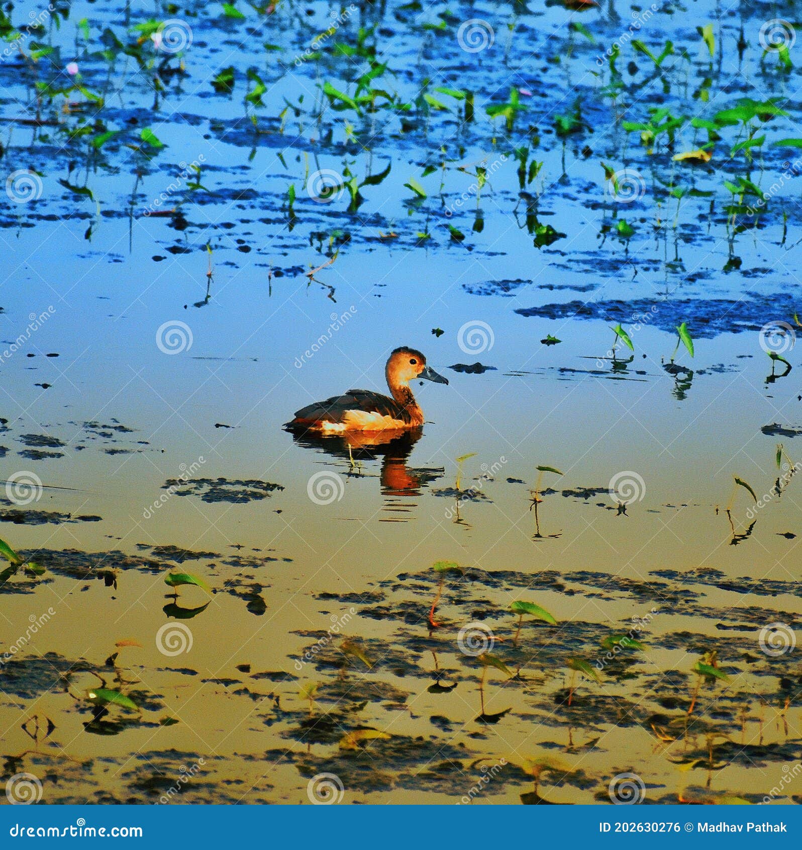 Duck Looking at Camera in Lake Stock Photo - Image of duck, lake: 202630276