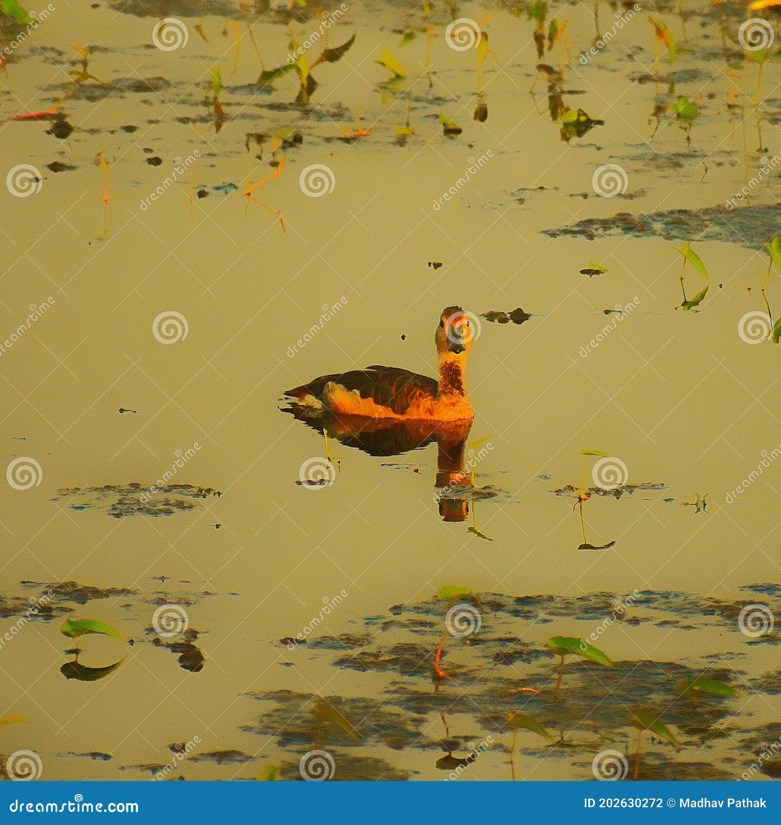 Duck Looking at Camera in Lake Stock Photo - Image of lake, looking ...