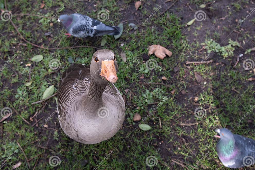 Duck looking into camera stock image. Image of cute - 178295865