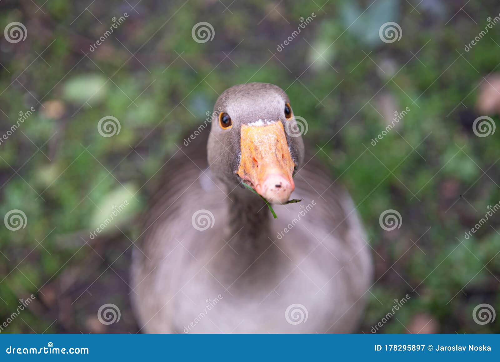 Duck looking into camera stock image. Image of child - 178295897
