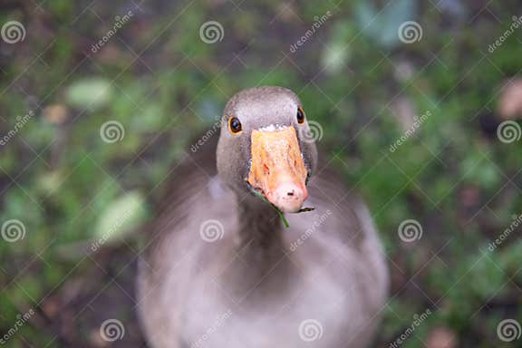 Duck looking into camera stock image. Image of child - 178295897
