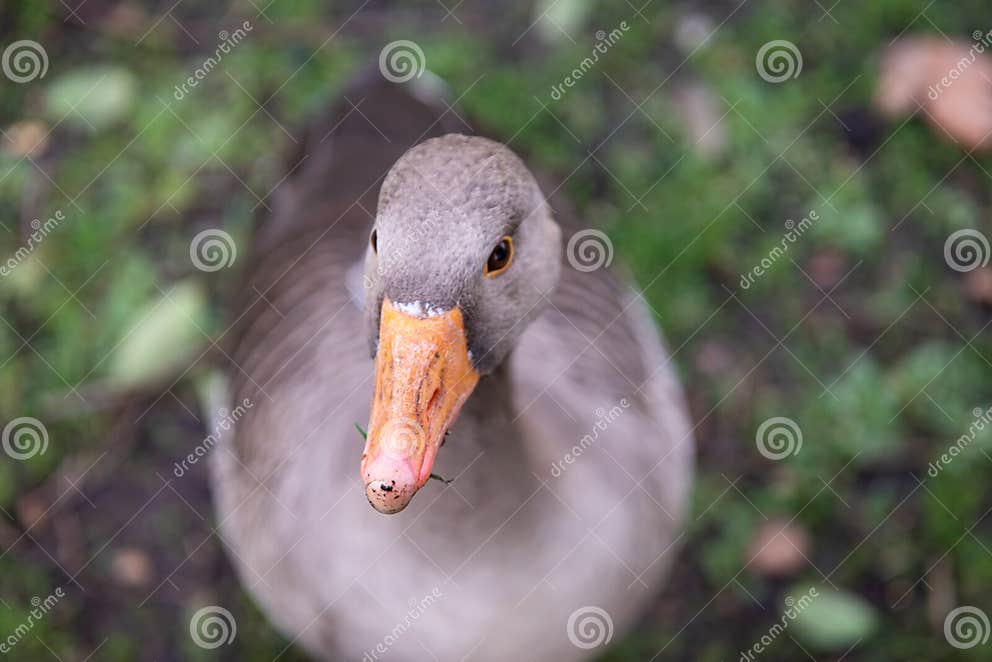 Duck looking into camera stock image. Image of chick - 178296037