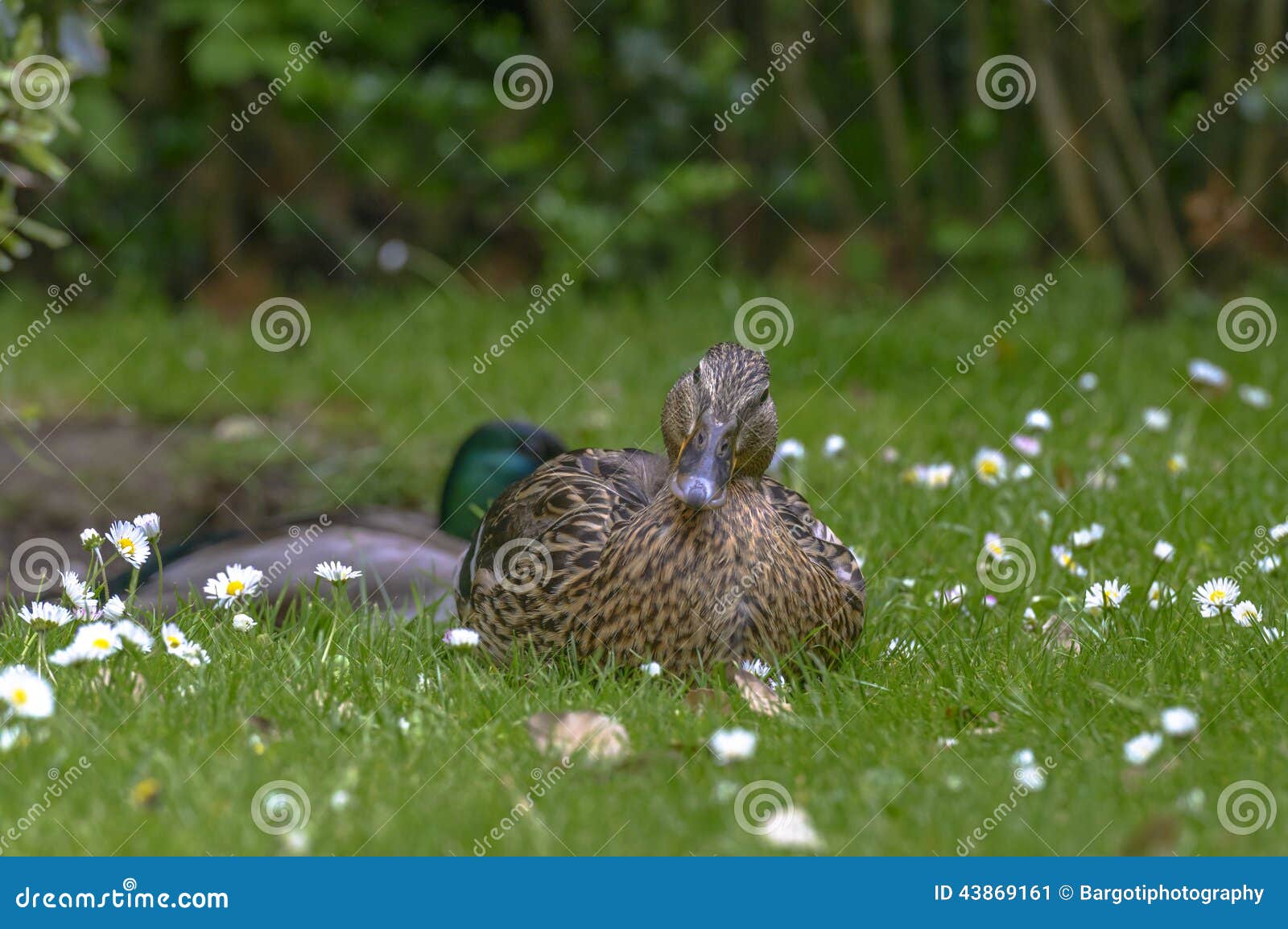 Duck Looking at Camera in Regent S Park Stock Image - Image of duck ...