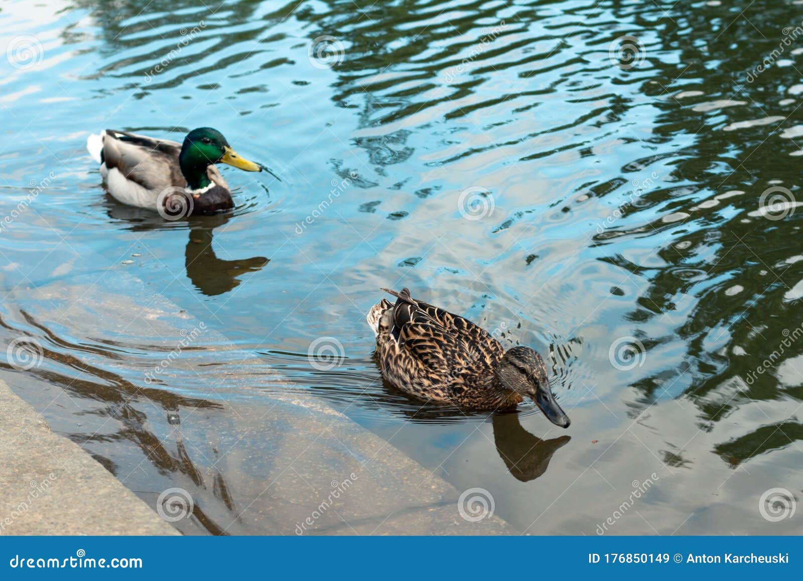 A duck is looking for food stock image. Image of city - 176850149