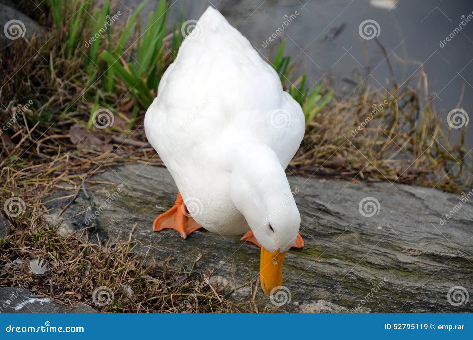 Duck looking for food stock image. Image of drake, animal - 52795119