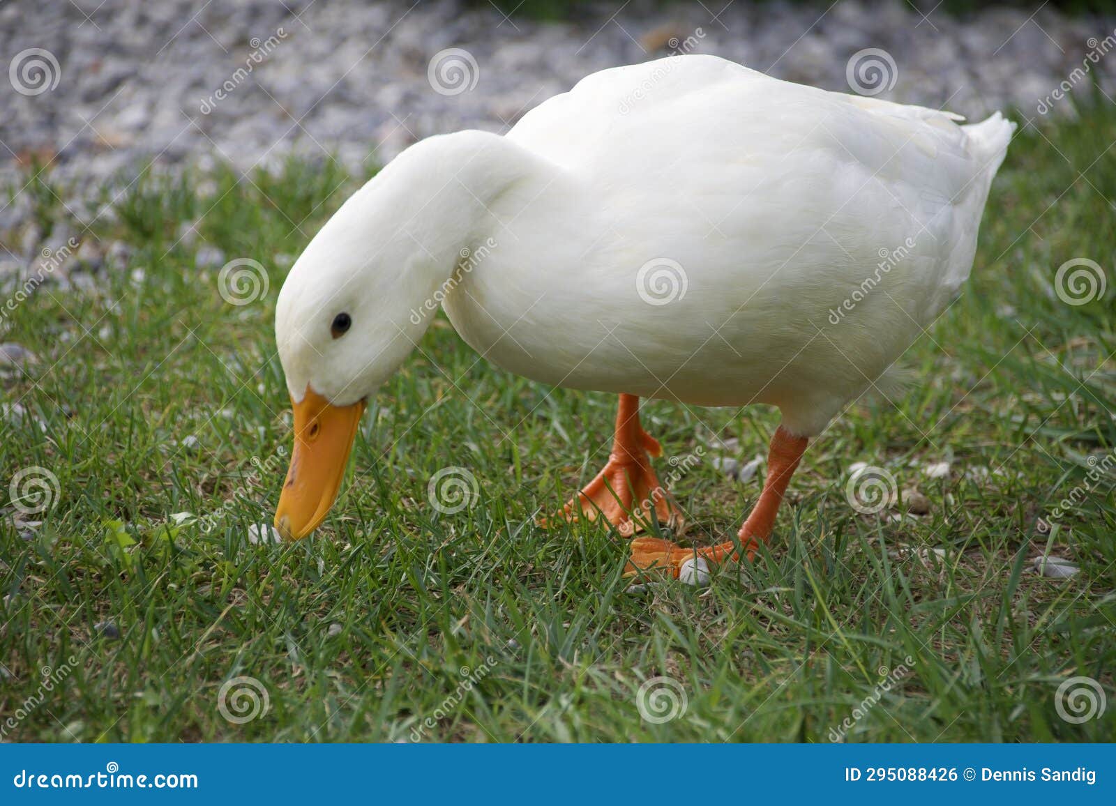 Duck looking for food stock photo. Image of color, landscape - 295088426
