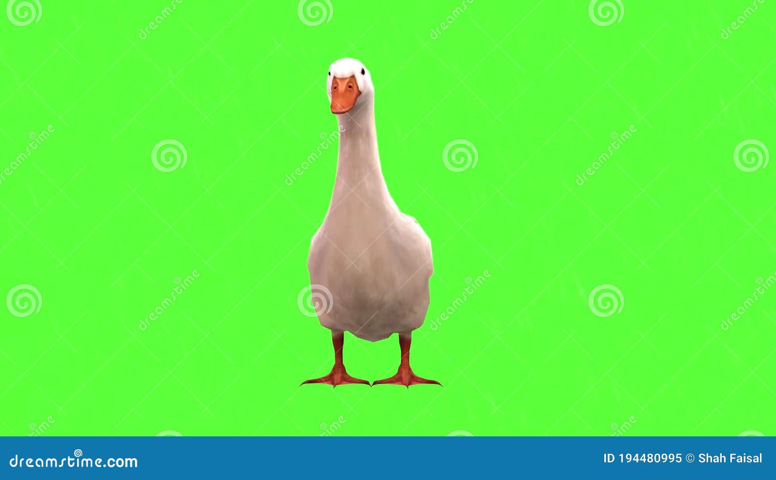 Duck Looking on Green Screen Stock Video - Video of green, blue: 194480995