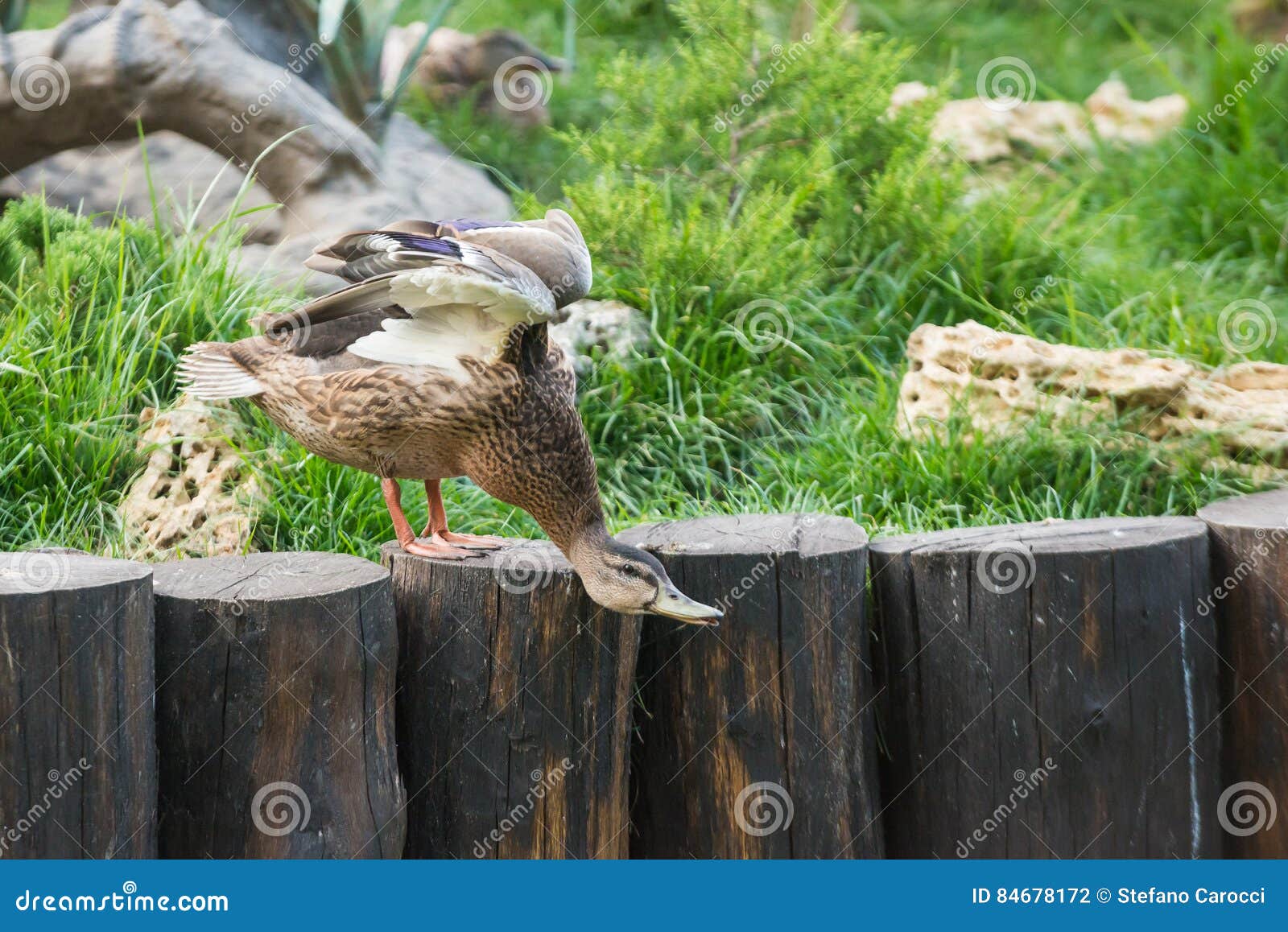 Duck looking stock photo. Image of bill, beak, solitary - 84678172