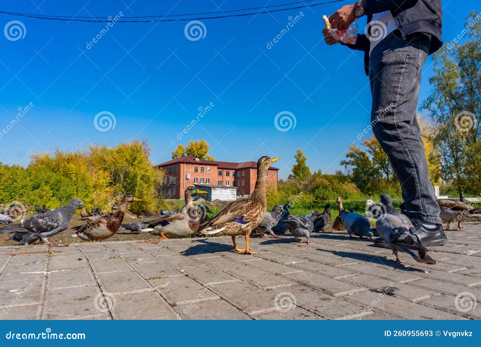 A Duck Looking at a Nursing Person Stock Image - Image of wildlife ...